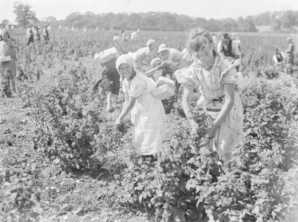 Raspberry Pickers Aussie Berry Pickers | Corindi NSW